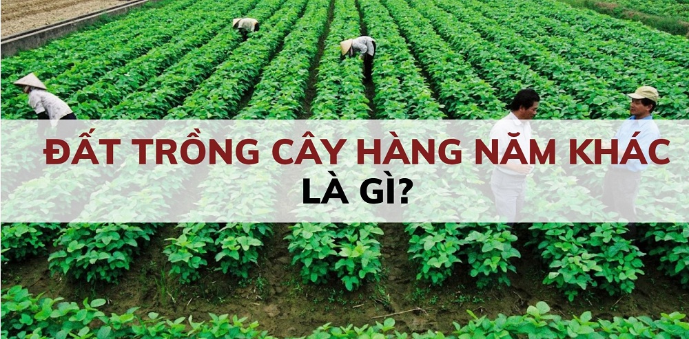 Đất trồng cây hàng năm khác là gì?